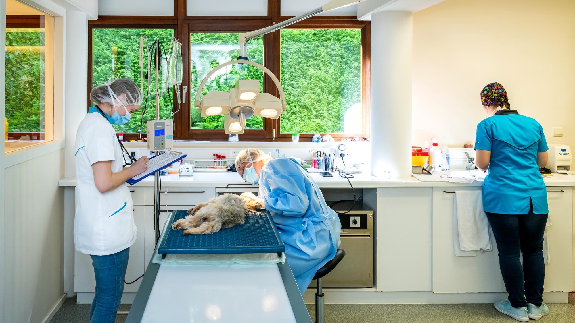 Zahn behandlung - Chirurgie: unsere Vision - Medizinische Dienstleistungen