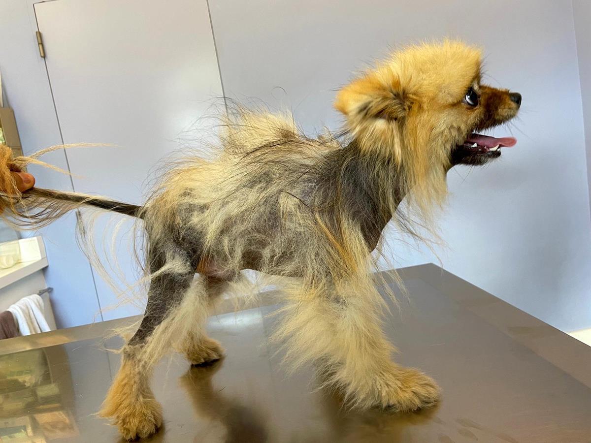 Alopecia X in Pomeranian (Dwarf Spitz) - Various