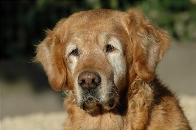 Tierheim Schoppen: une SPA qui a du coeur ! - Liens - Cabinet ...