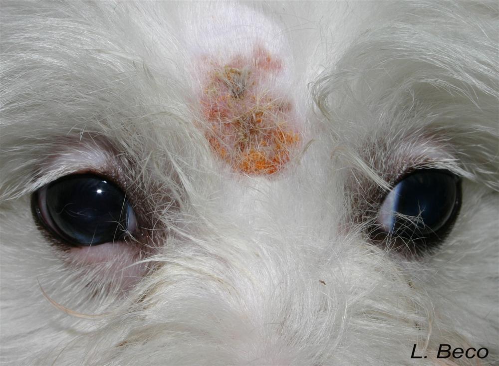 Trombiculosis-Neotrombicula autumnalis - Parasites - parasitic skin ...